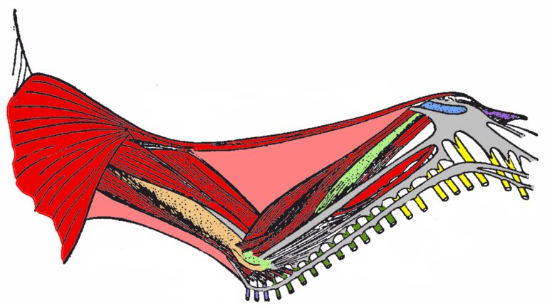Der Vogelflügel - Kanarien-Schramm.info